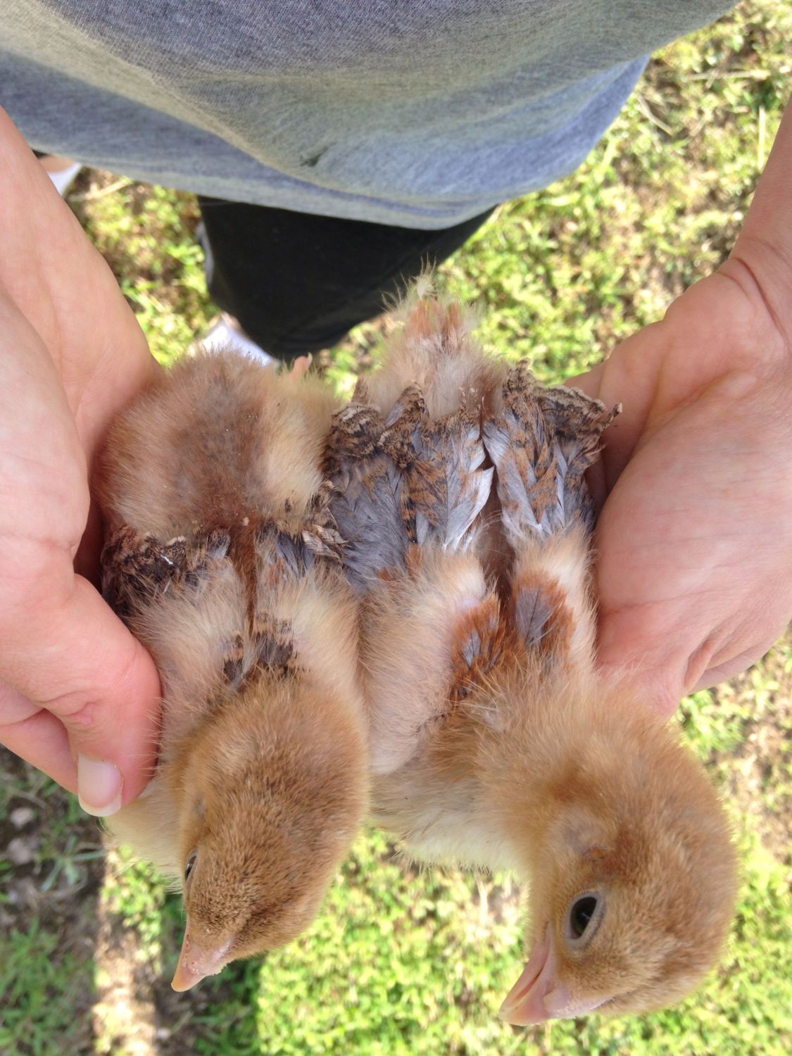 Blue Gold Splash Partridge Brahma, Crested Cream Legbar, White Faced ...