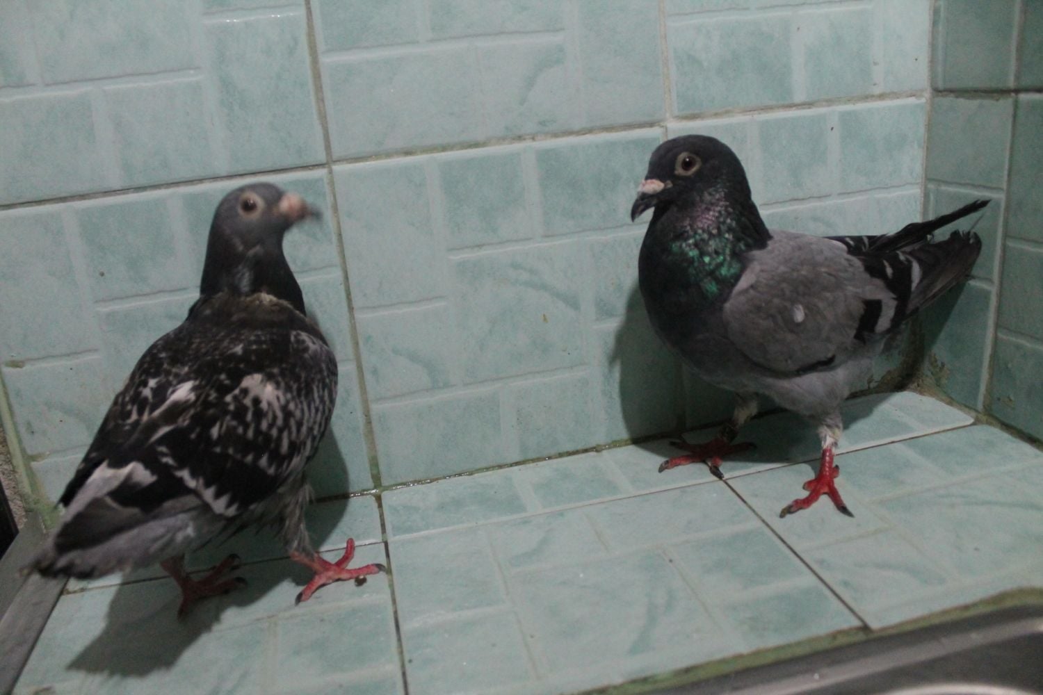 Help me Identify the gender of this pigeon :/ | BackYard Chickens ...