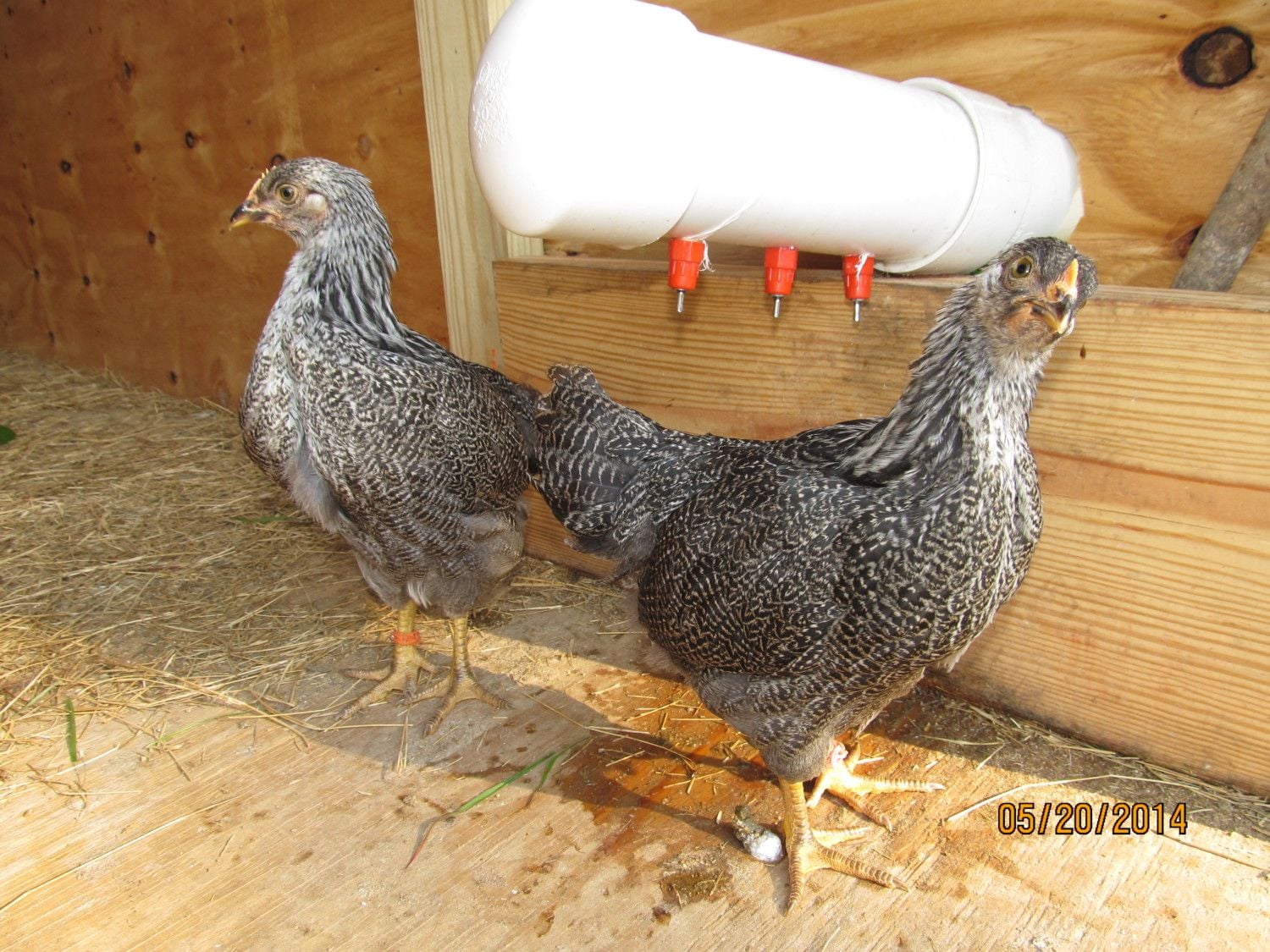 Silver Penciled Plymouth Rocks | BackYard Chickens - Learn How to Raise ...