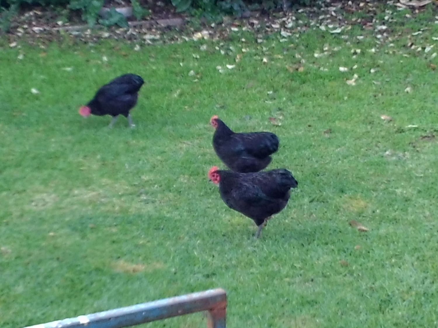 How to tell a male/female Australorp | BackYard Chickens - Learn How to ...
