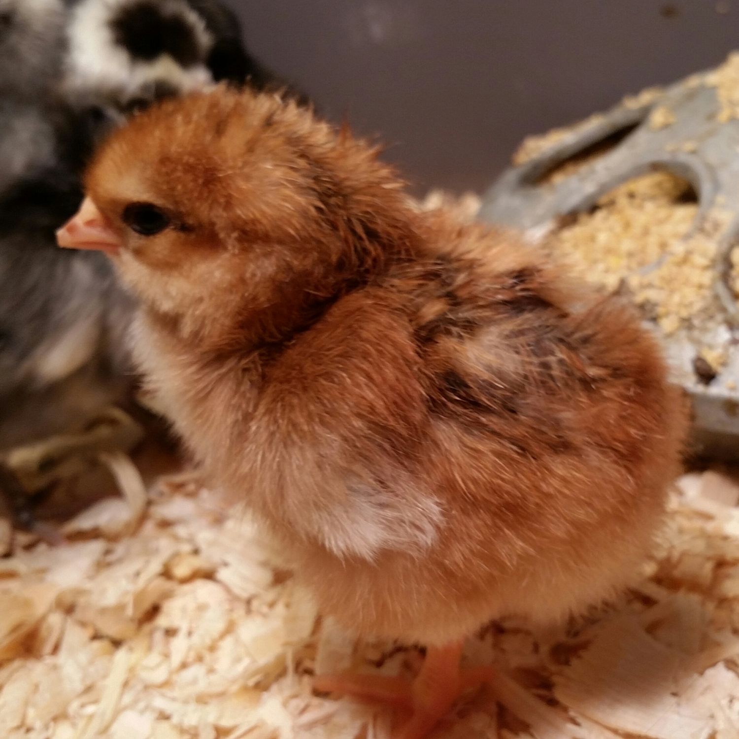 Help identifying chicks. | BackYard Chickens - Learn How to Raise Chickens