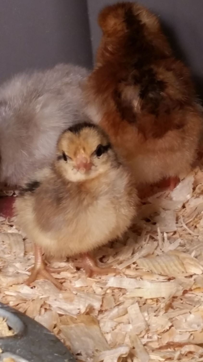 Help Identifying Chicks Backyard Chickens Learn How To Raise Chickens