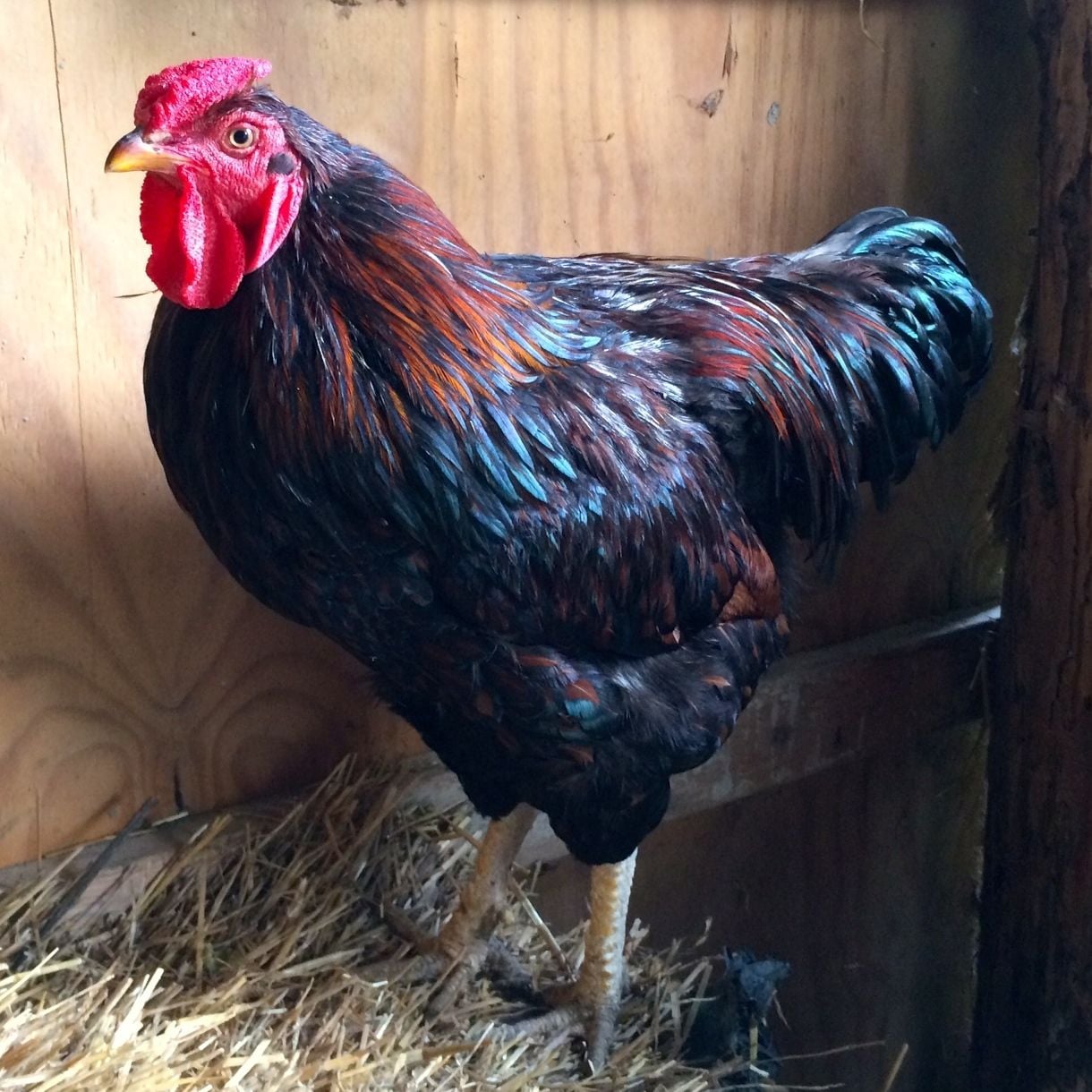 Rose Comb Large Rooster--I was told Partridge Rock | BackYard Chickens ...