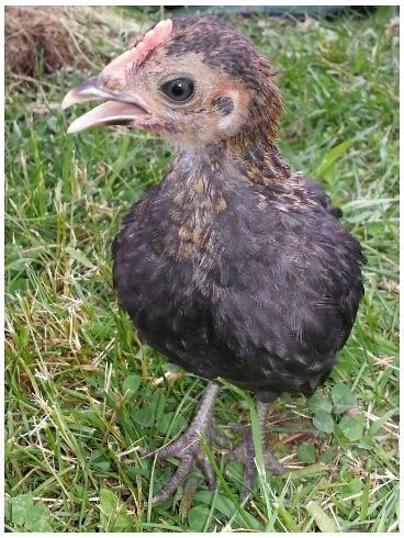 6 week old serama cockerel chick (NJ) | BackYard Chickens - Learn How ...