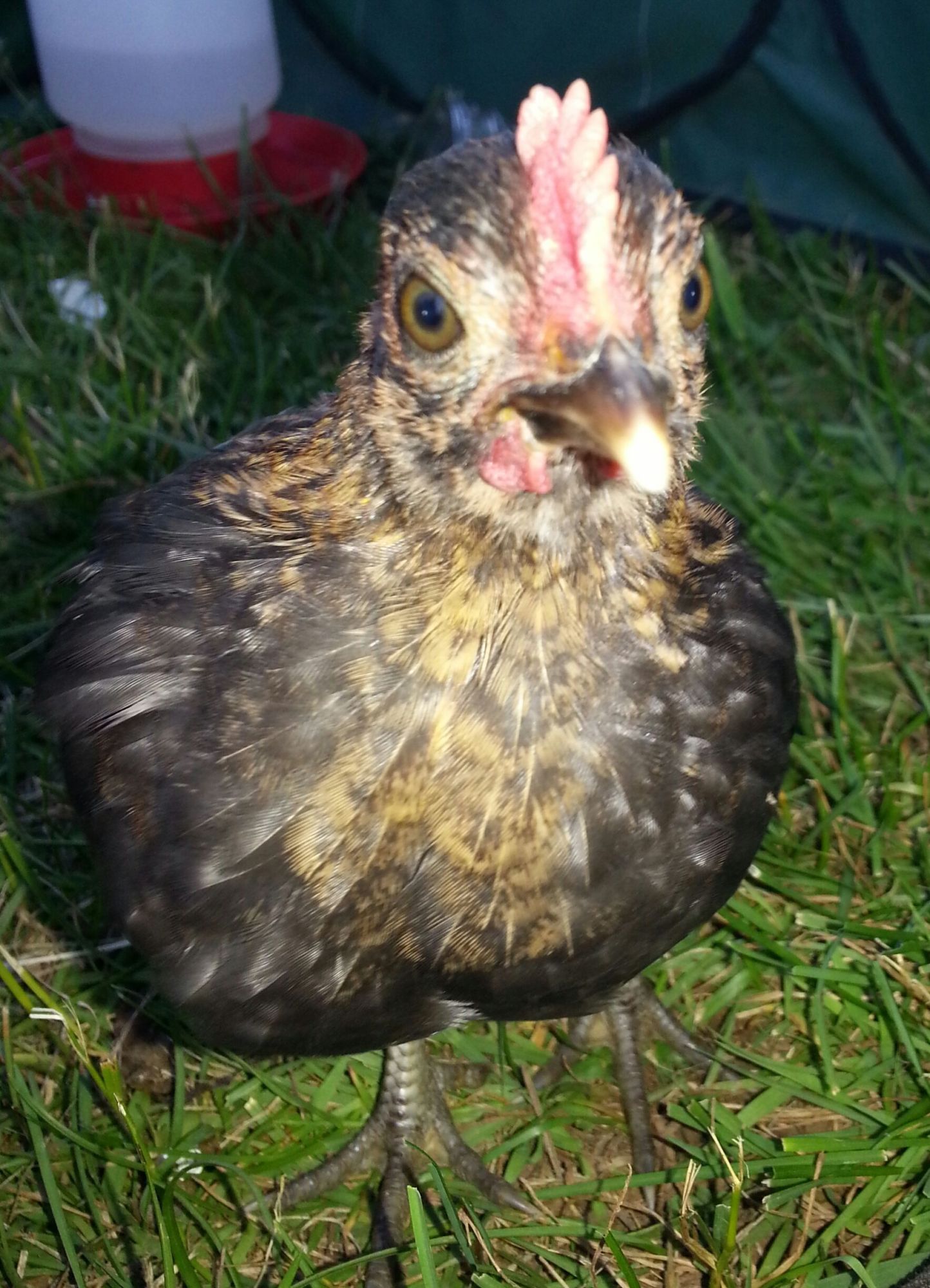 6 week old serama cockerel chick (NJ) | BackYard Chickens - Learn How ...