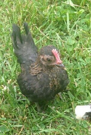 6 week old serama cockerel chick (NJ) | BackYard Chickens - Learn How ...