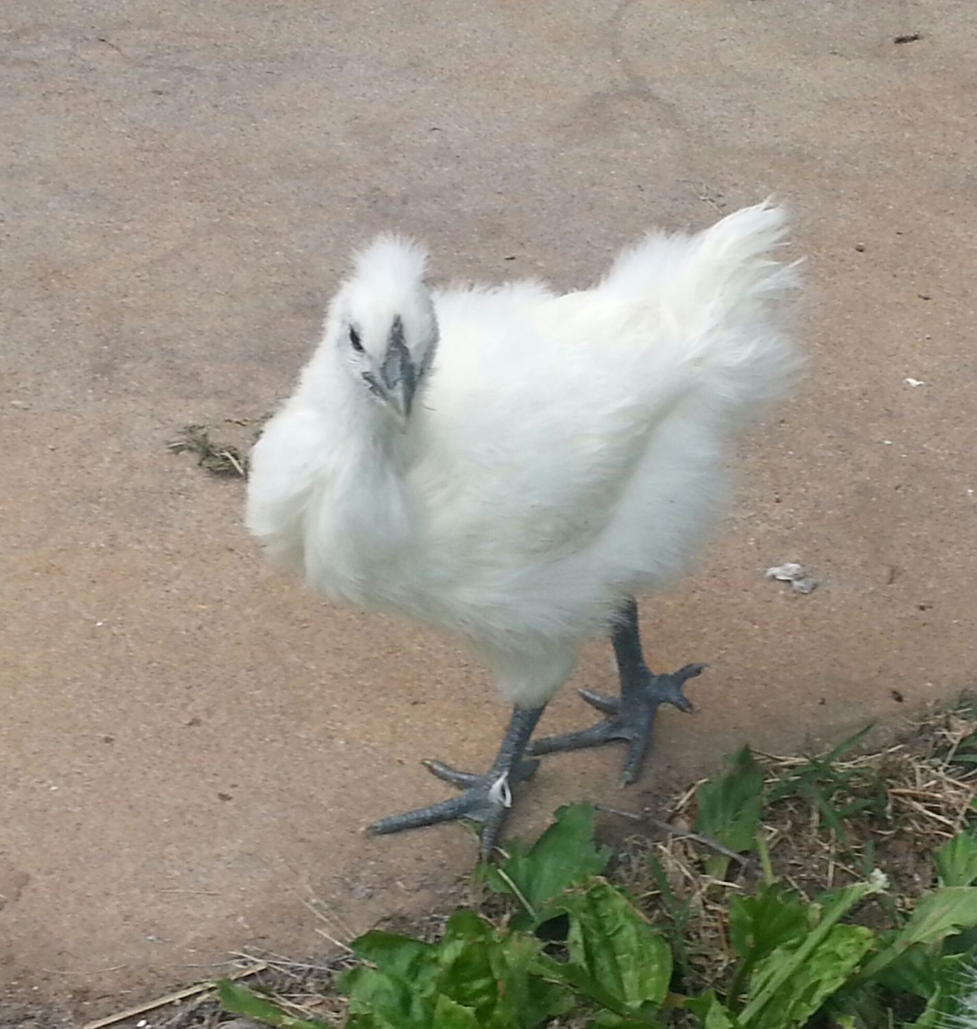8 week old silkys hens? roosters? | BackYard Chickens - Learn How to ...