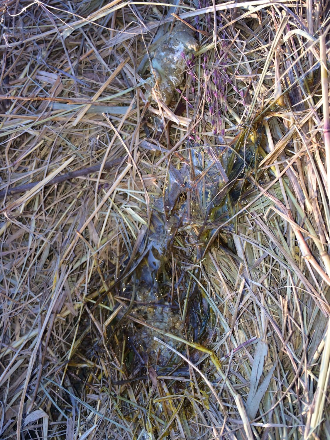 Sick Chicken? (Poo picture included) | BackYard Chickens - Learn How to ...