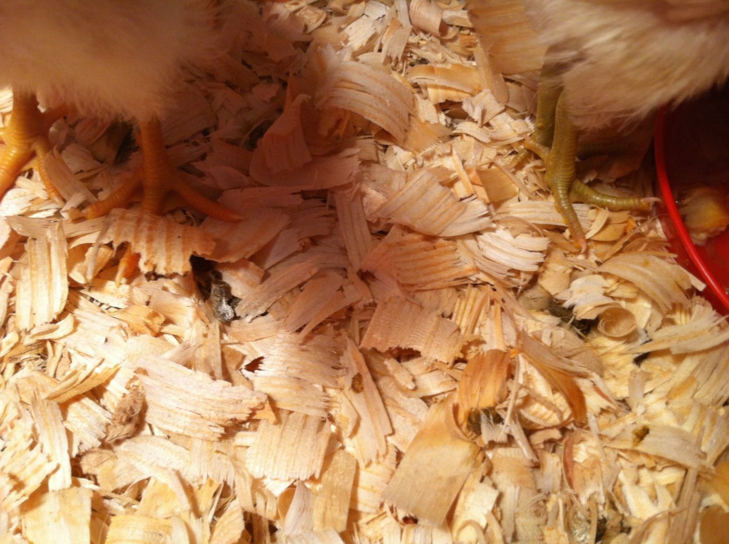 Discoloration of feet???? | BackYard Chickens - Learn How to Raise Chickens