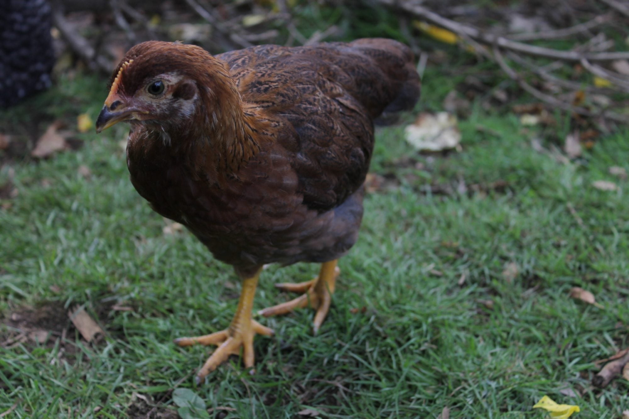 Confusion between Welsummer, Speckled Sussex and Partridge Rock ...