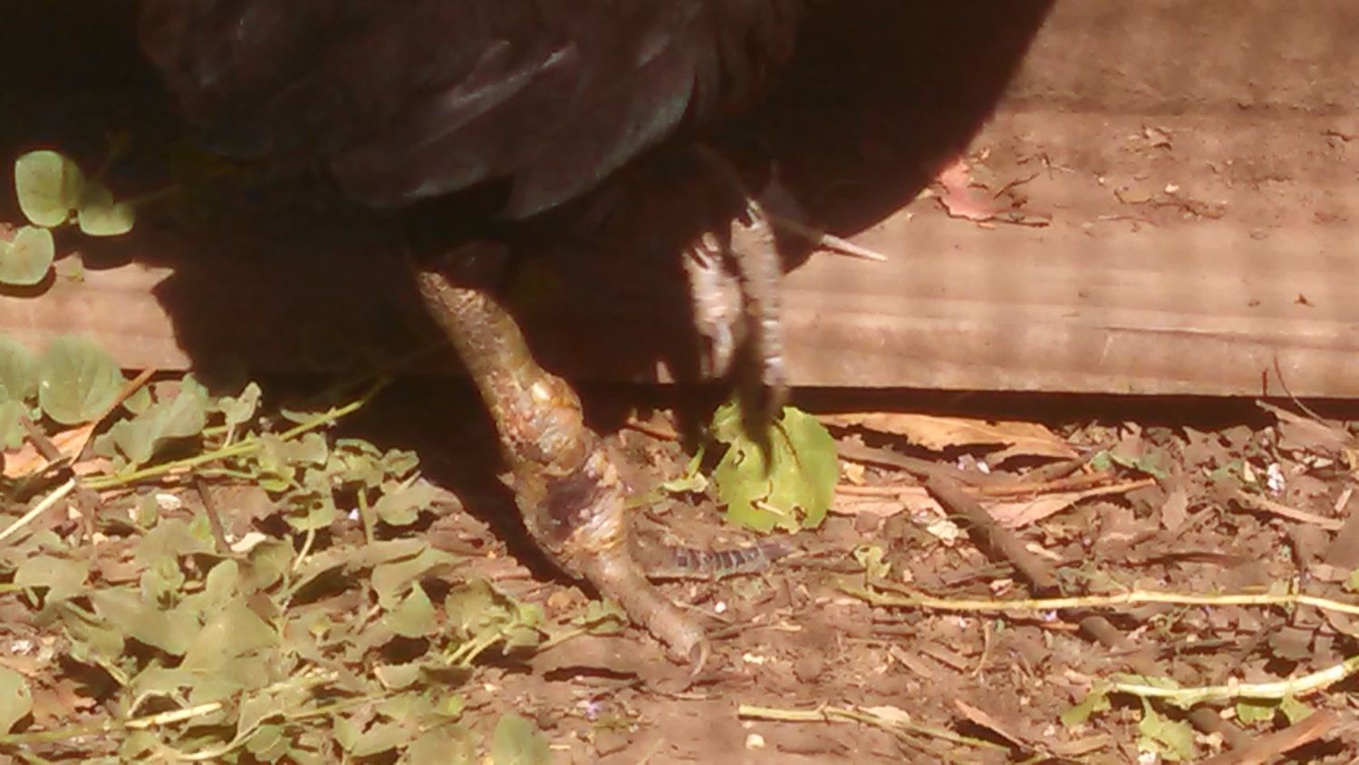 injured foot on a rooster | BackYard Chickens - Learn How to Raise Chickens
