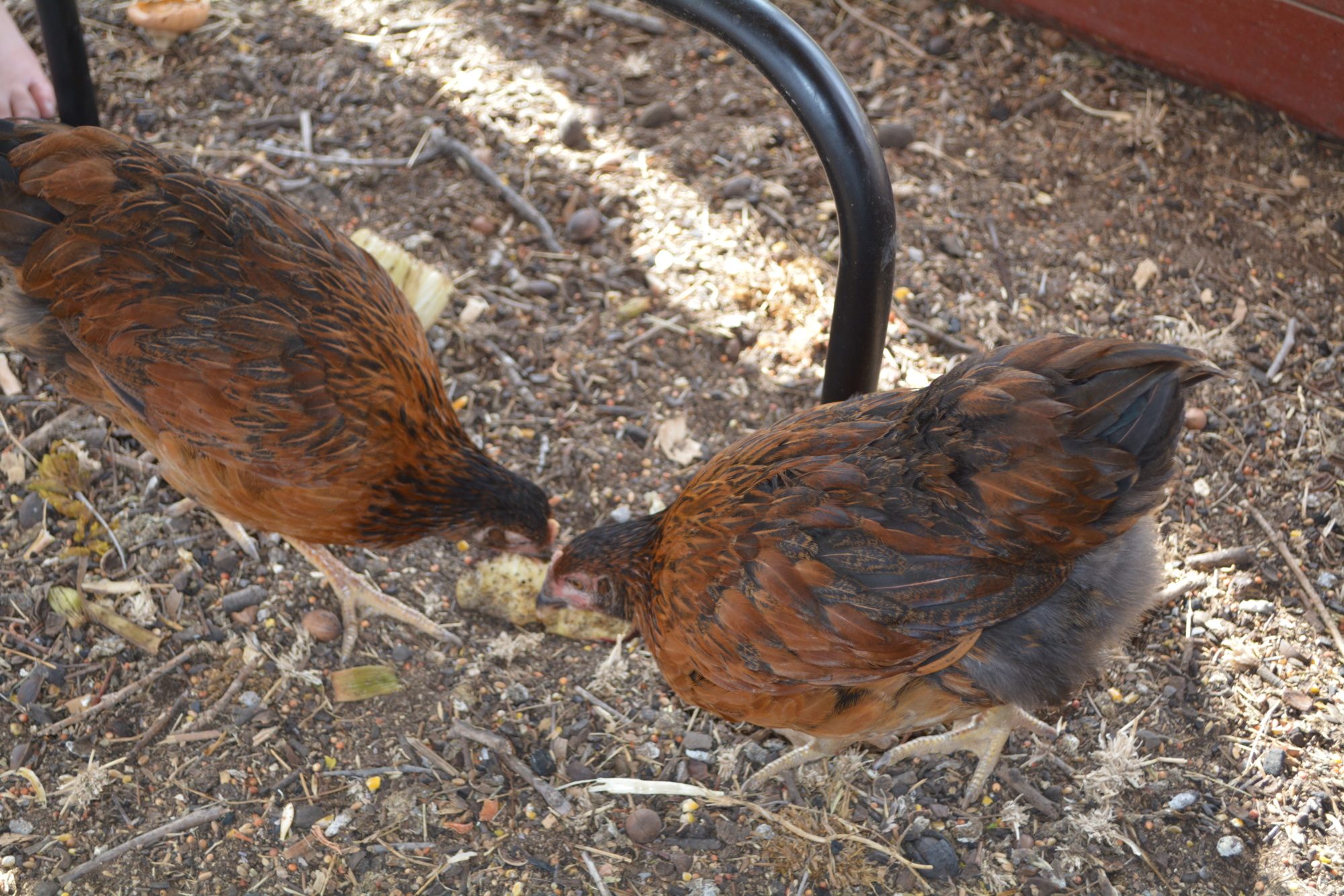 Sexing Mutt Chickens | BackYard Chickens - Learn How to Raise Chickens