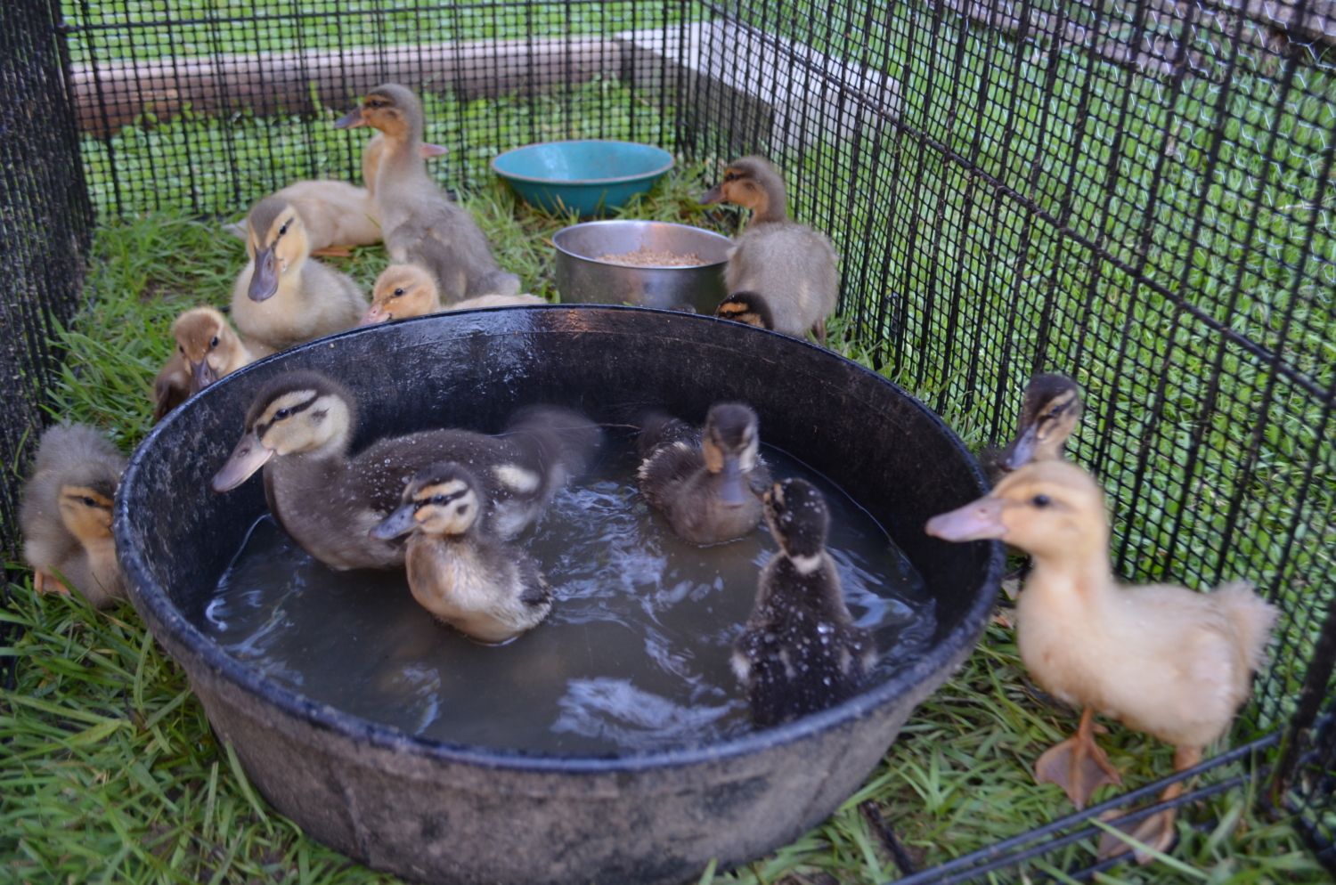 Duck Pond/pool pictures - Page 40