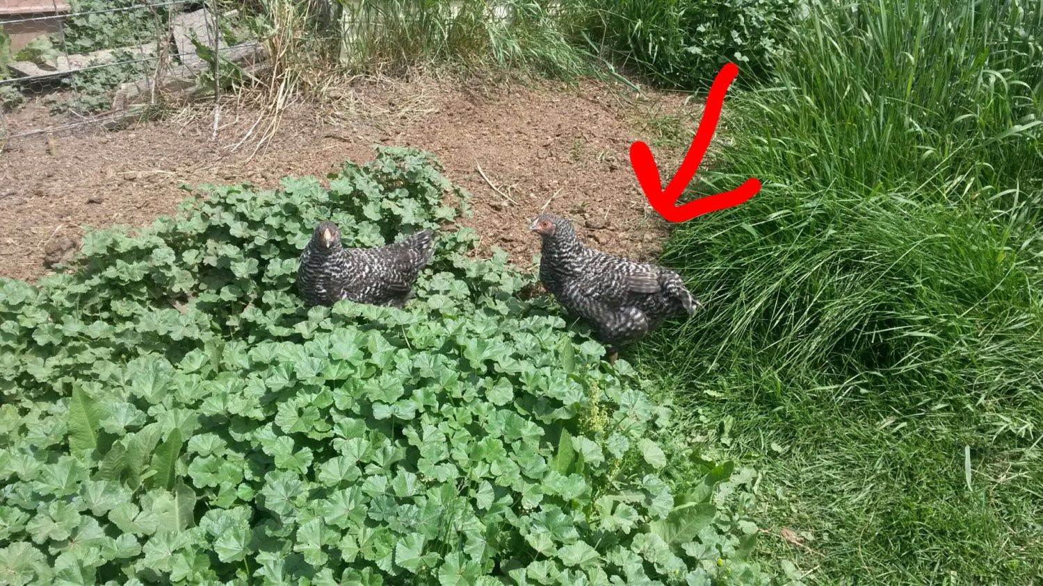 Dominique rooster? Suspicious tail.... | BackYard Chickens - Learn How ...