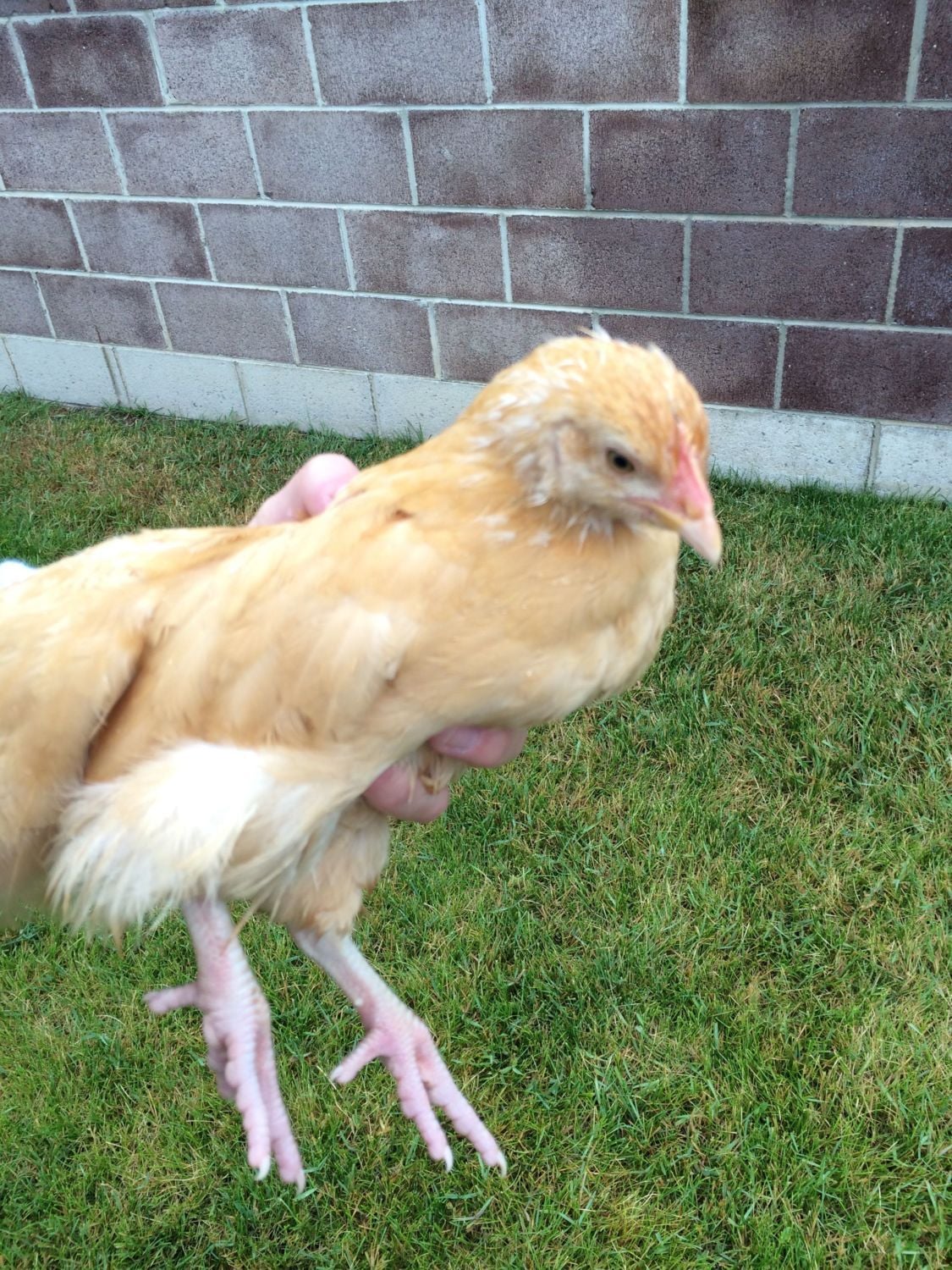 Buff Orpington 6 weeks old! roo or hen? pics included | BackYard ...