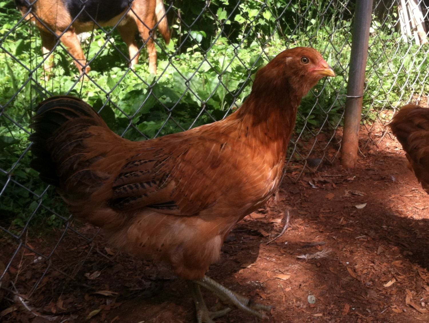 Trying to thin out the rooster pool | BackYard Chickens - Learn How to ...