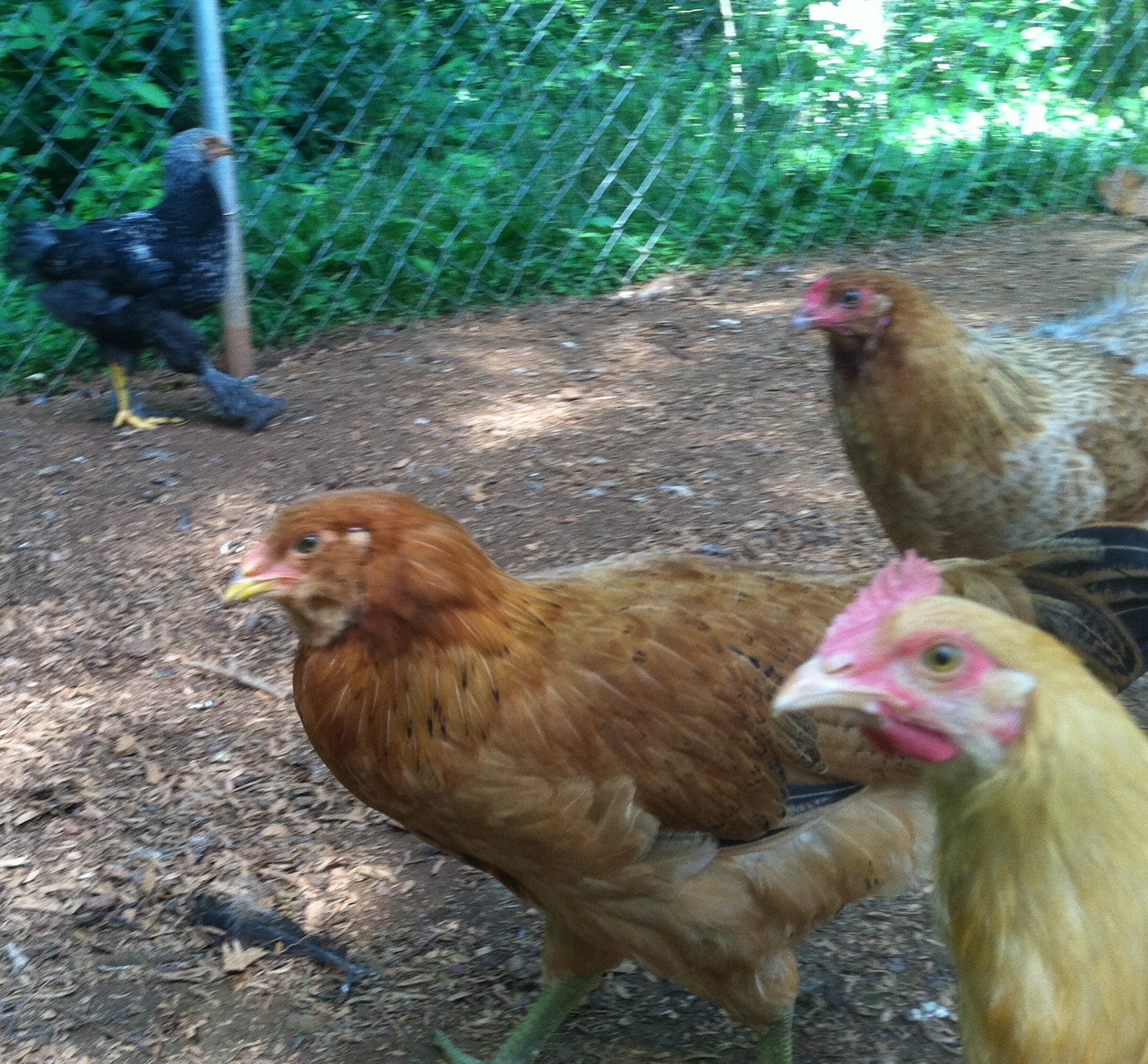 Trying to thin out the rooster pool | BackYard Chickens - Learn How to ...