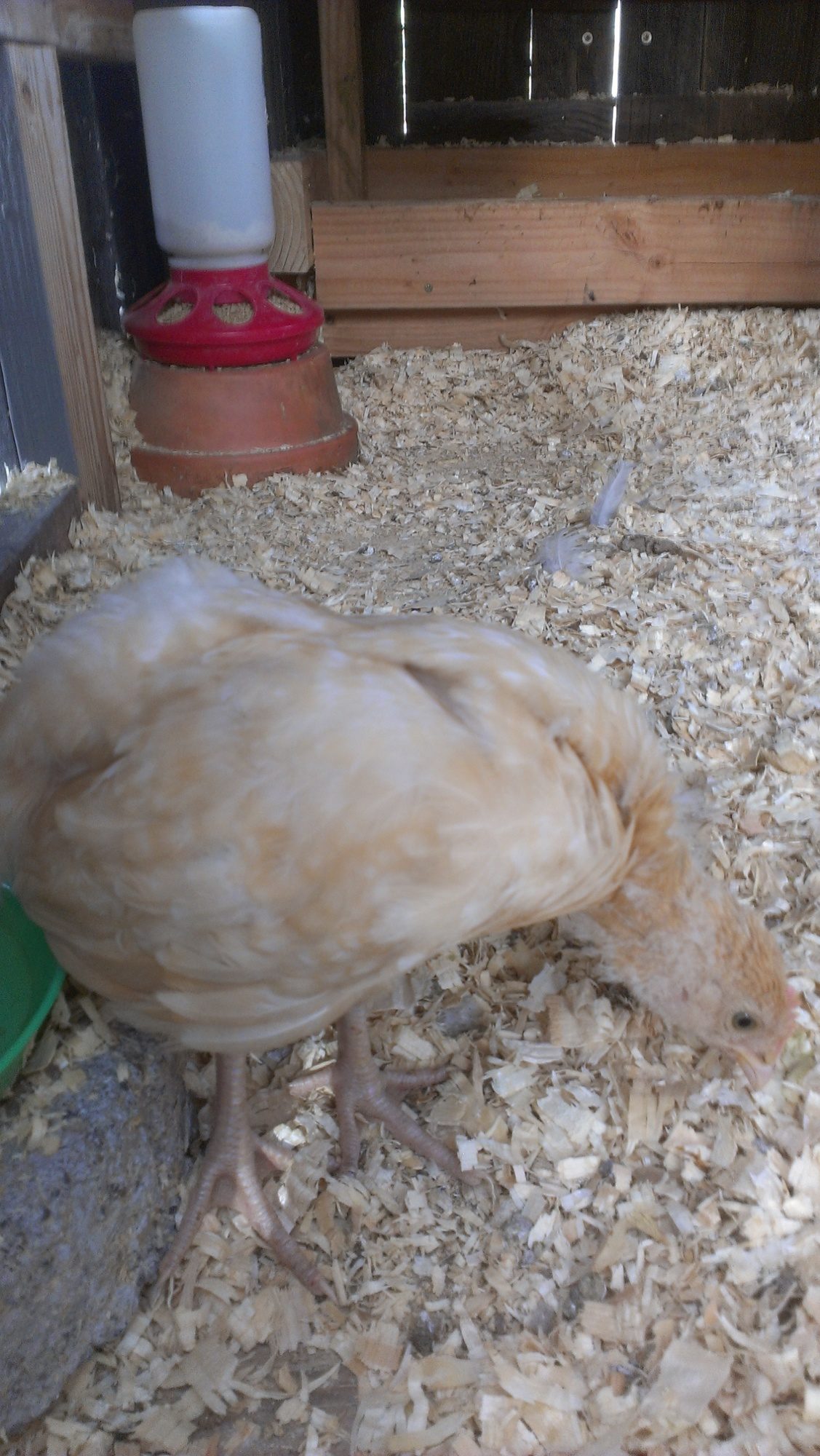 4 week old chick cant lift head | BackYard Chickens - Learn How to ...