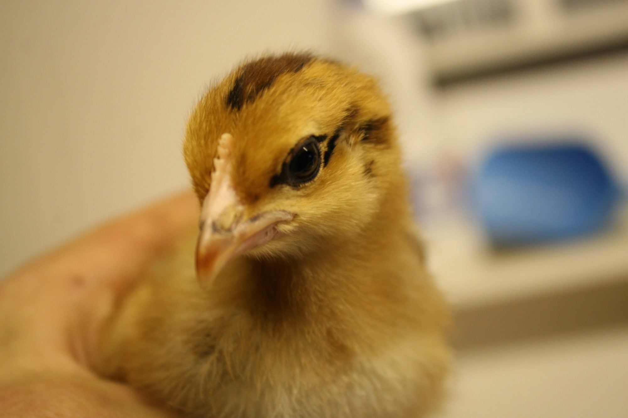 welsummer chicken chicks