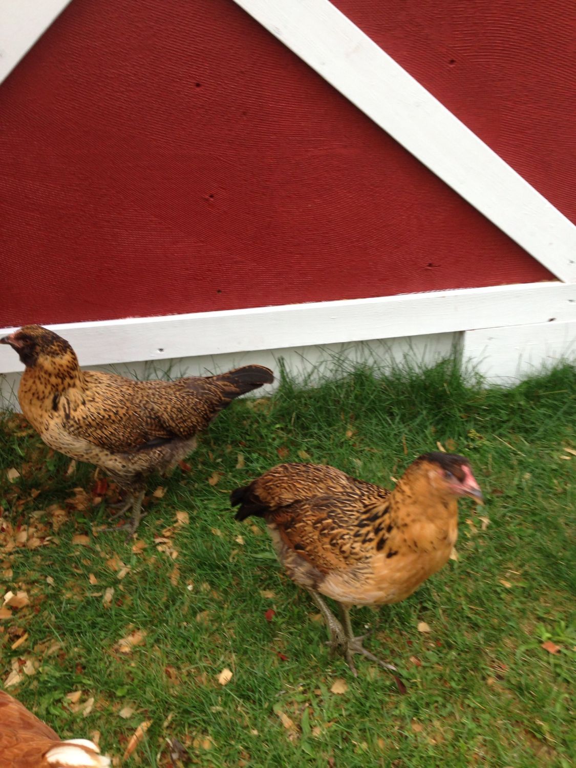 Droopy tail feathers | Page 2 | BackYard Chickens - Learn How to Raise ...