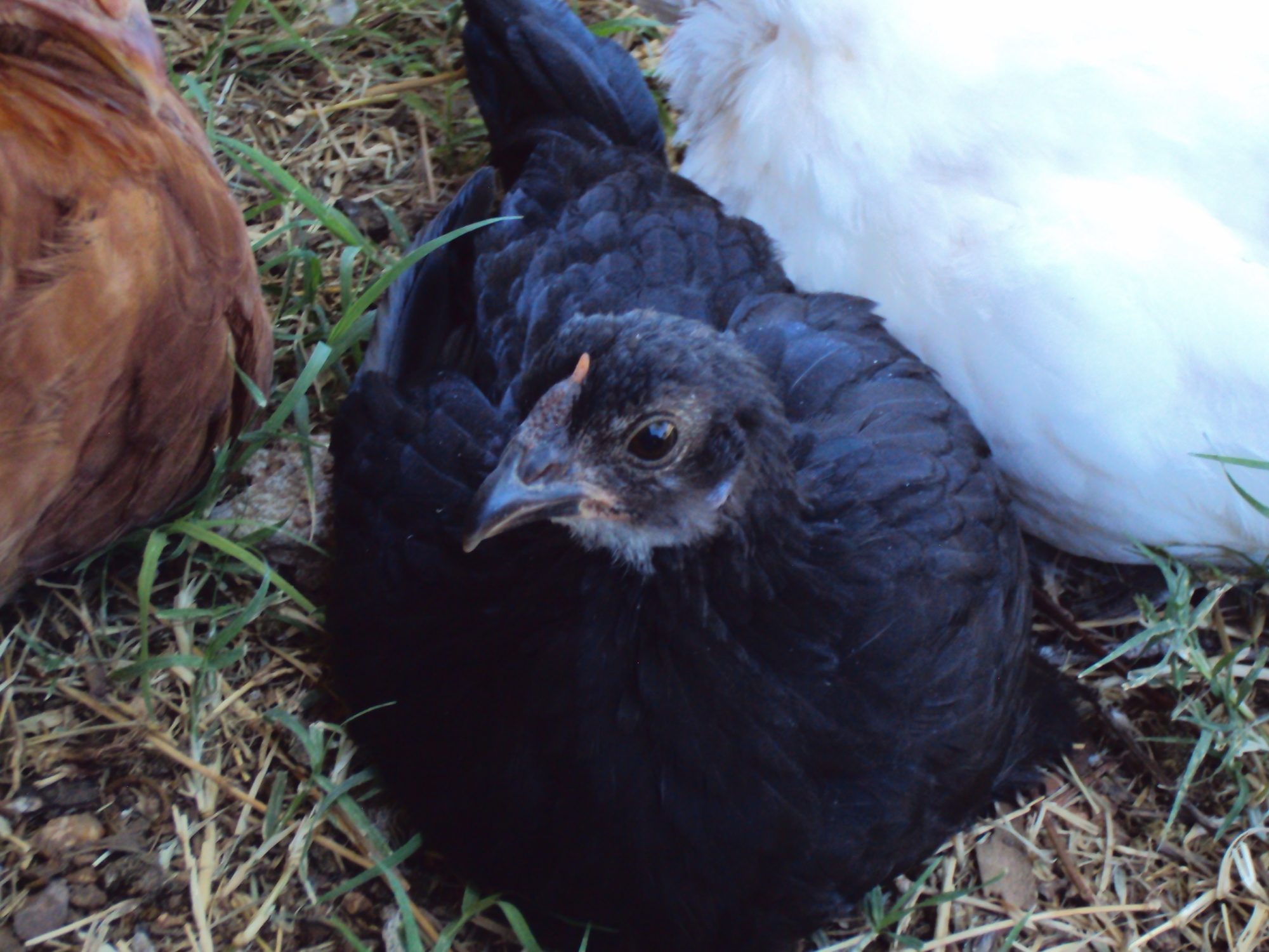 Black Pullet Chickens