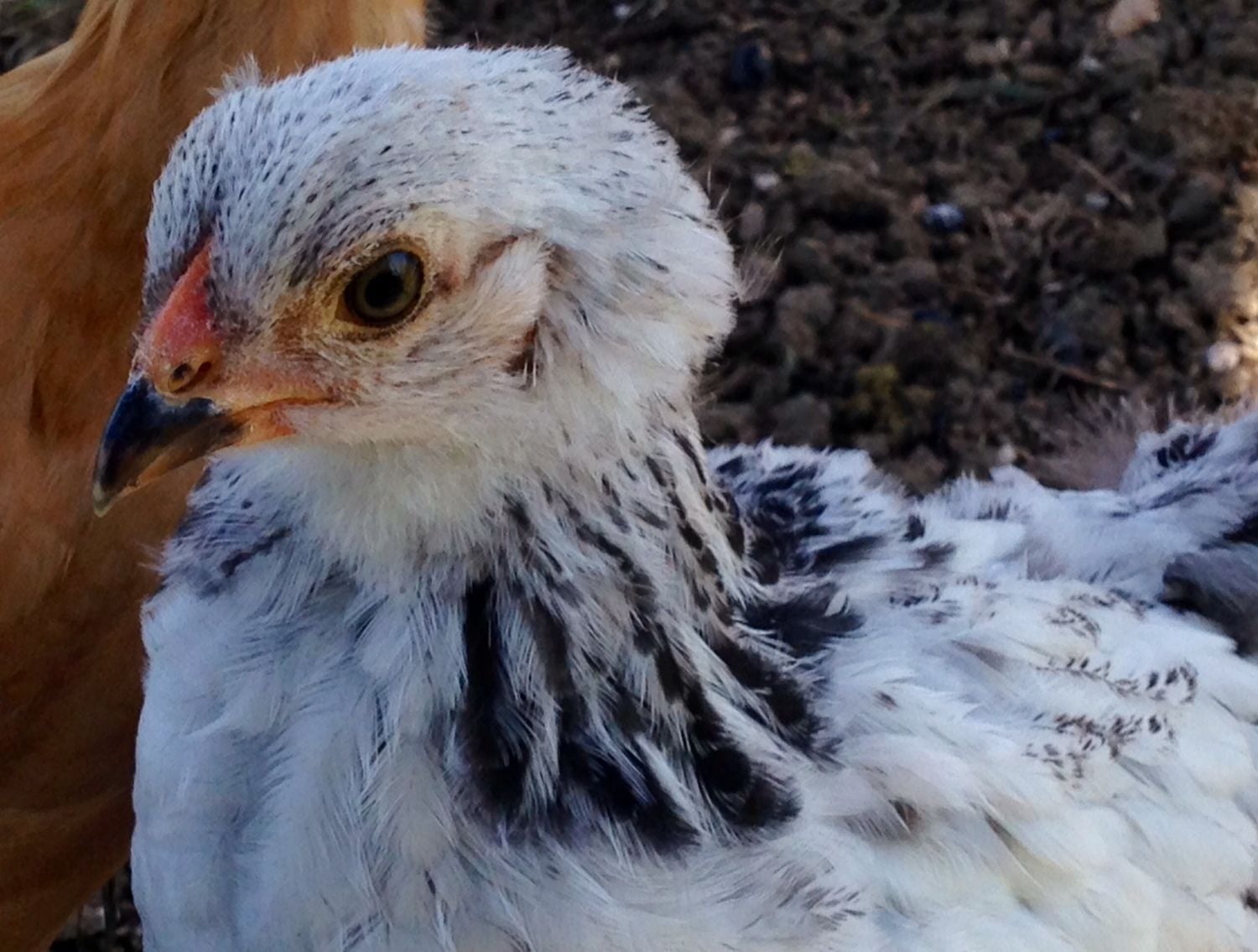 Sex of light brahma 6 weeks old? | BackYard Chickens - Learn How to ...