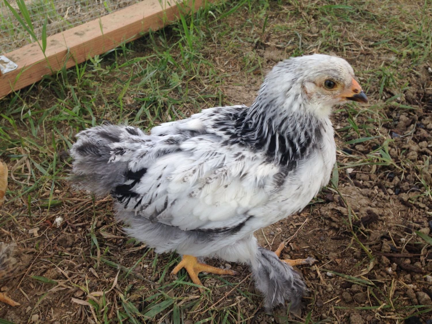 Sex of light brahma 6 weeks old? | BackYard Chickens - Learn How to ...