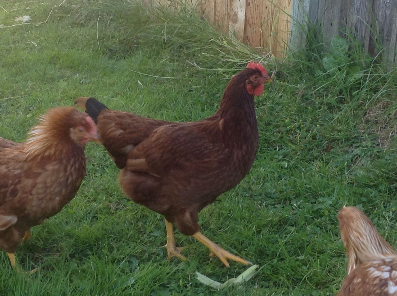 16 week Rhode Island Red....hen or rooster? | BackYard Chickens - Learn ...