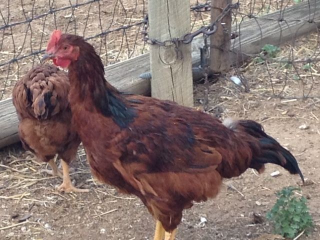 Rhode Island Red Rooster maybe?? | BackYard Chickens - Learn How to ...
