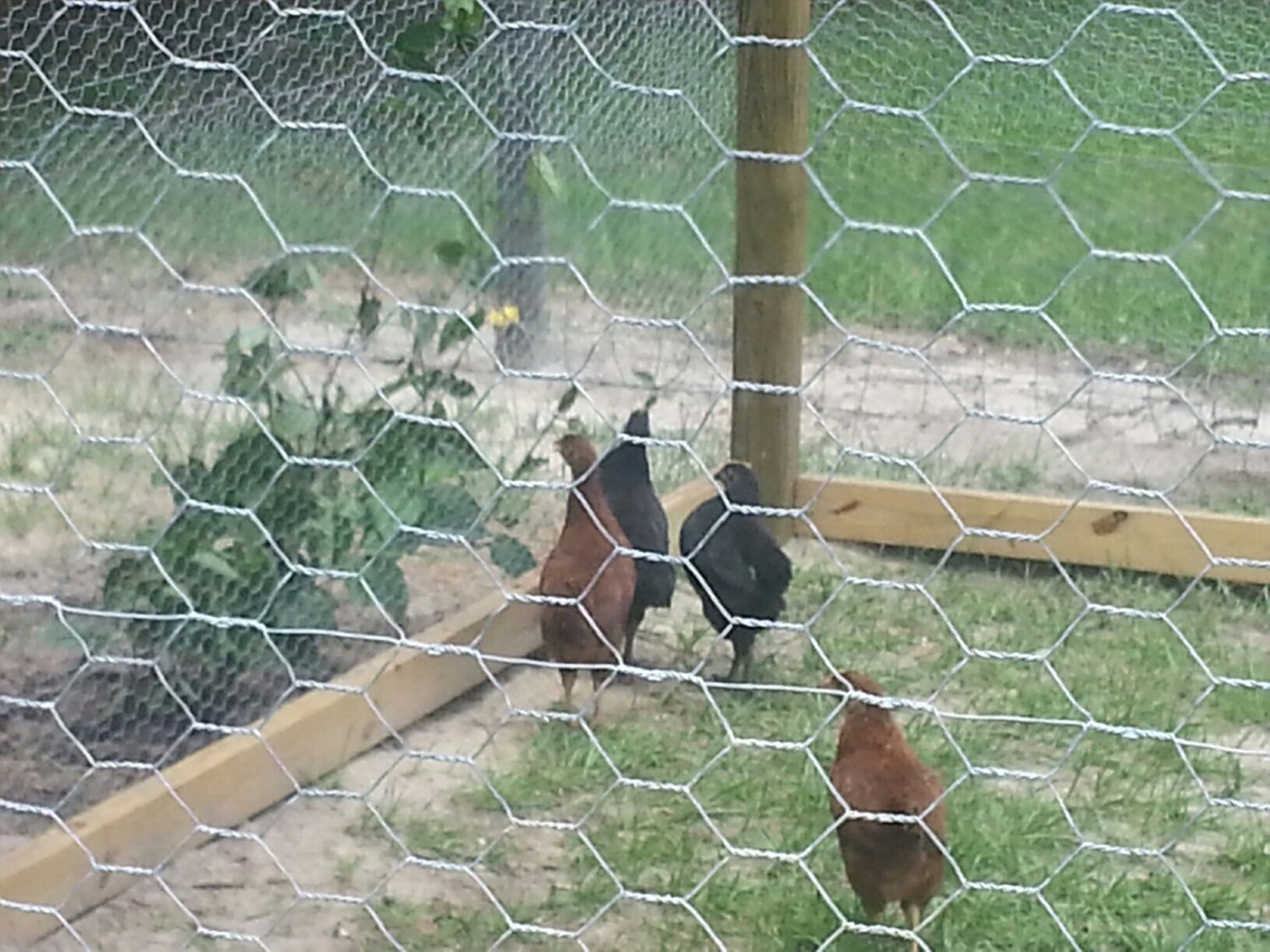 Western Themed Coop | BackYard Chickens - Learn How to Raise Chickens