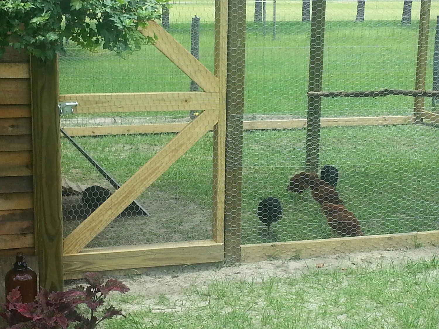 Western Themed Coop | BackYard Chickens - Learn How to Raise Chickens