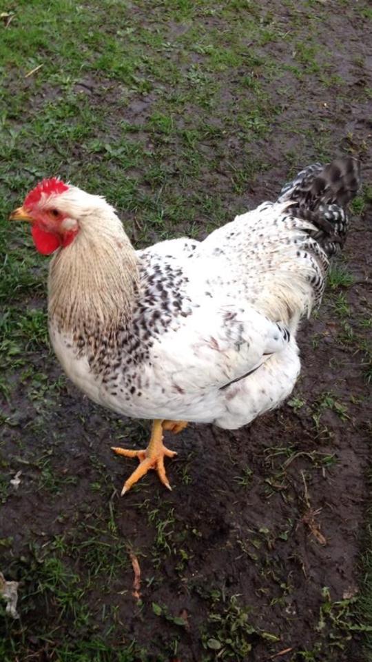 Mega hen or Rooster?? | BackYard Chickens - Learn How to Raise Chickens