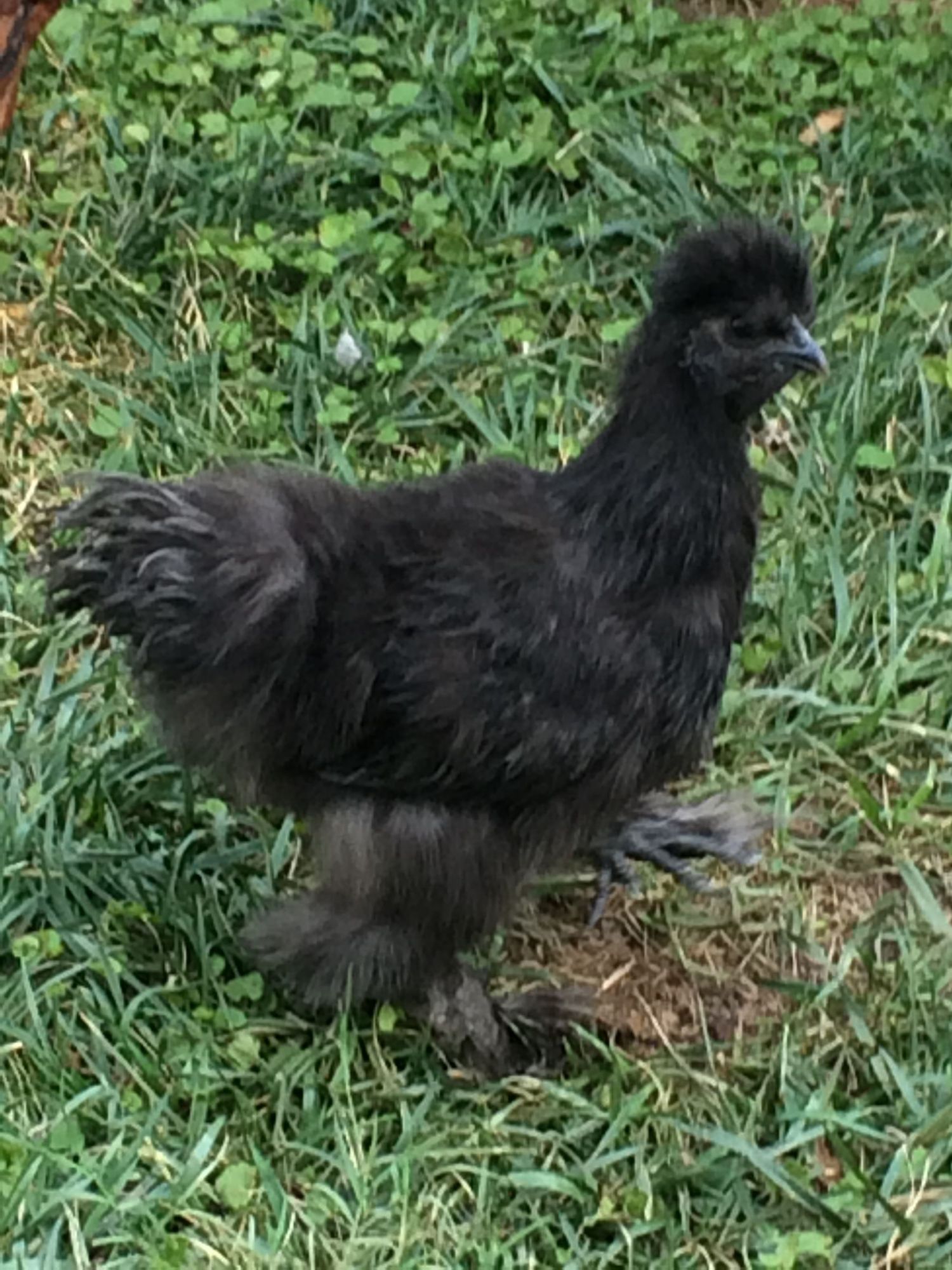 Silkie hen or roo? | BackYard Chickens - Learn How to Raise Chickens