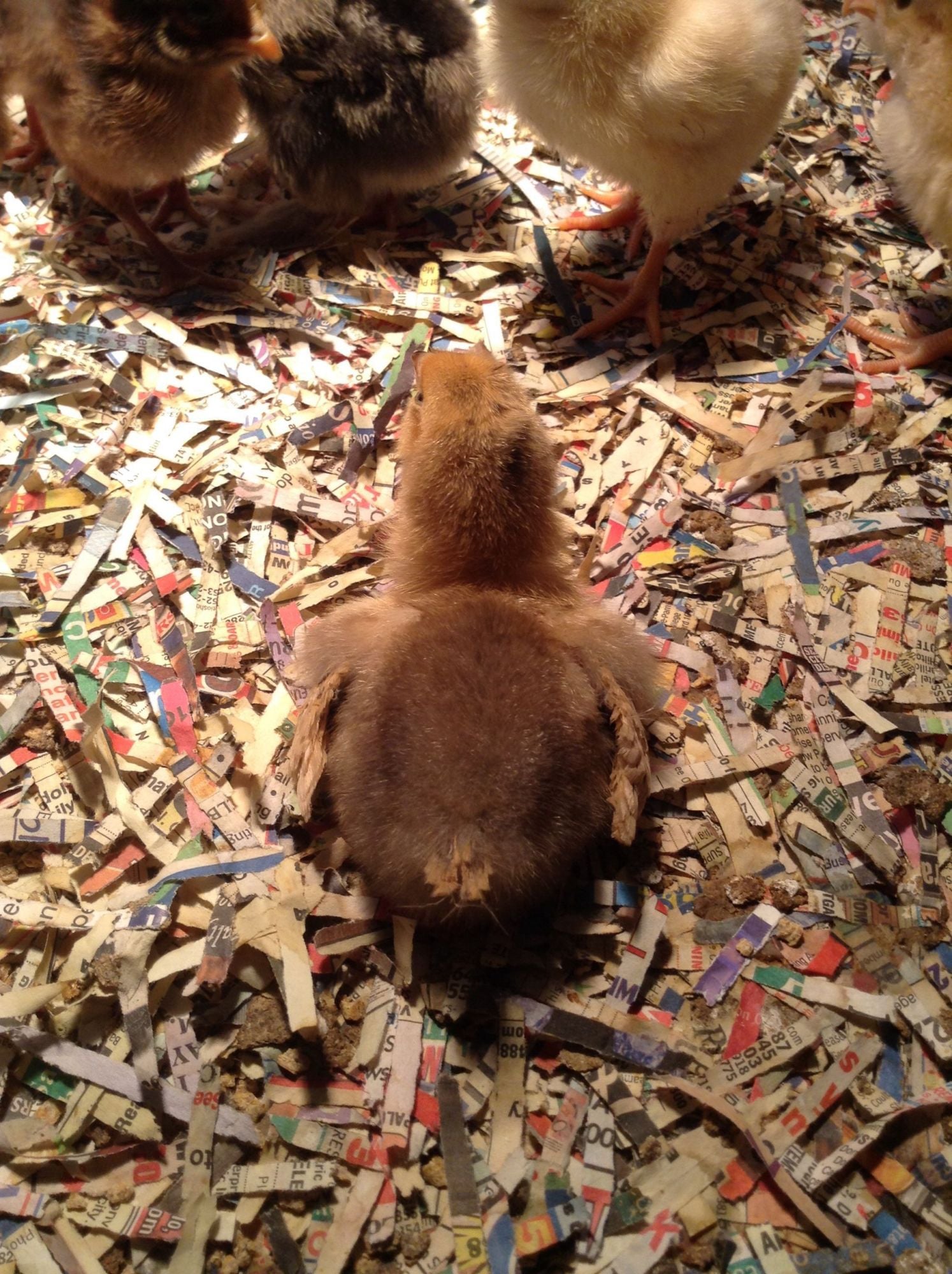 Help identifying this chick | BackYard Chickens - Learn How to Raise ...