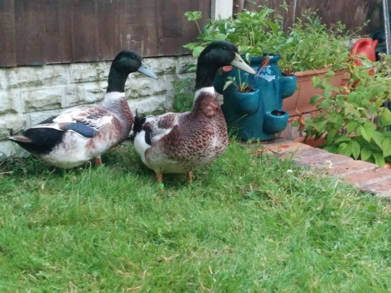 Welsh Harlequin drakes - bill color | BackYard Chickens - Learn How to ...