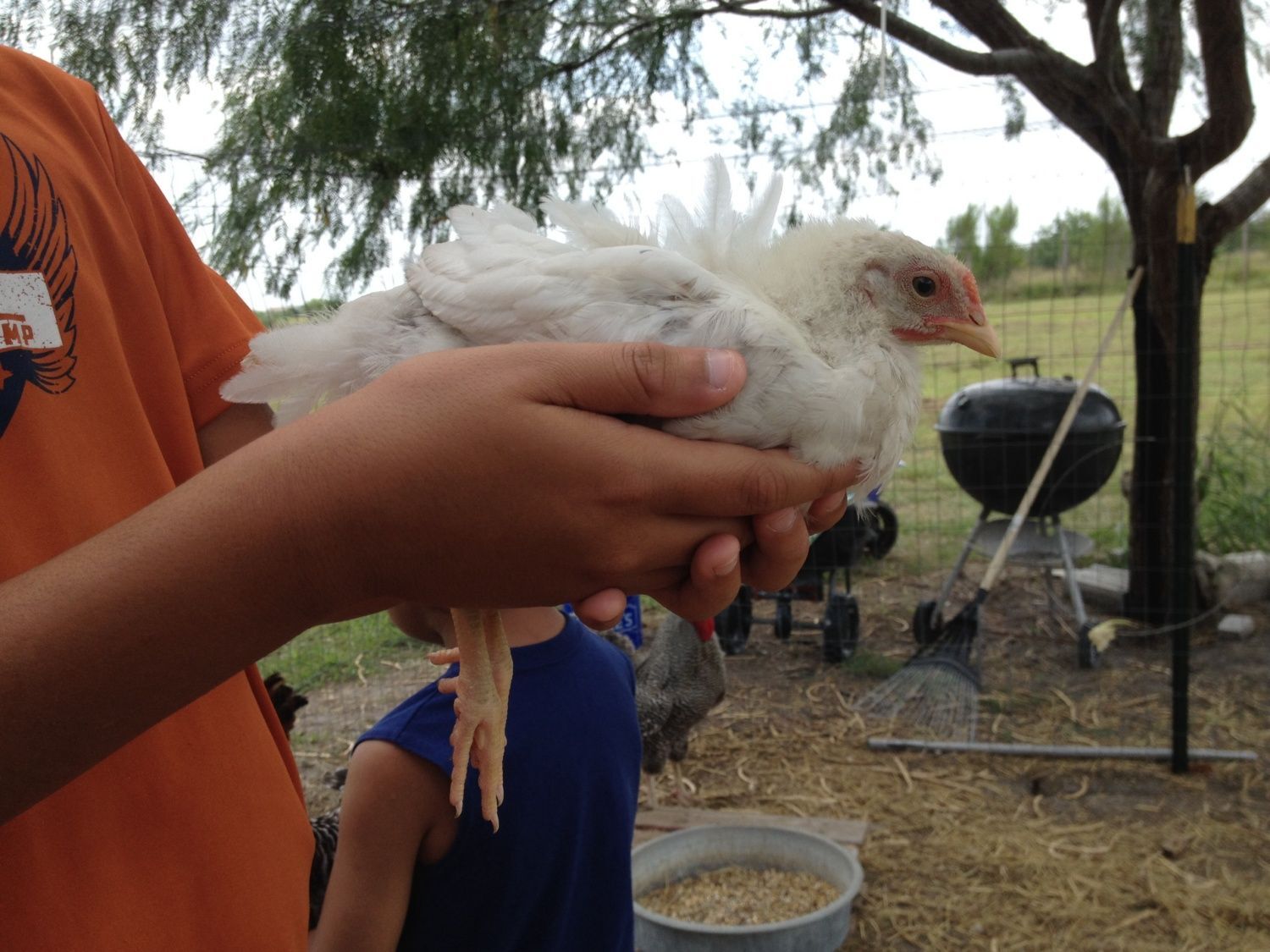 Gender help. 2 month old chicks. | BackYard Chickens - Learn How to ...