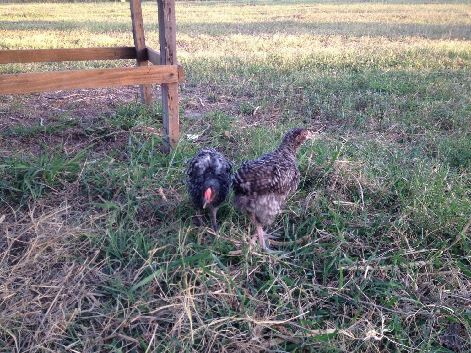 Gender help. 2 month old chicks. | BackYard Chickens - Learn How to ...