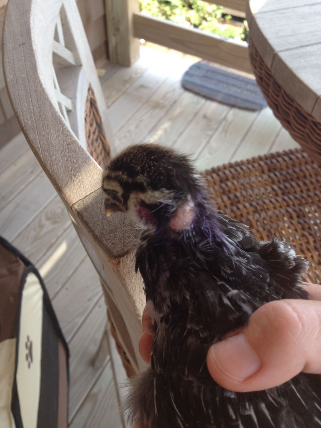 Chicken Neck Bald Spot