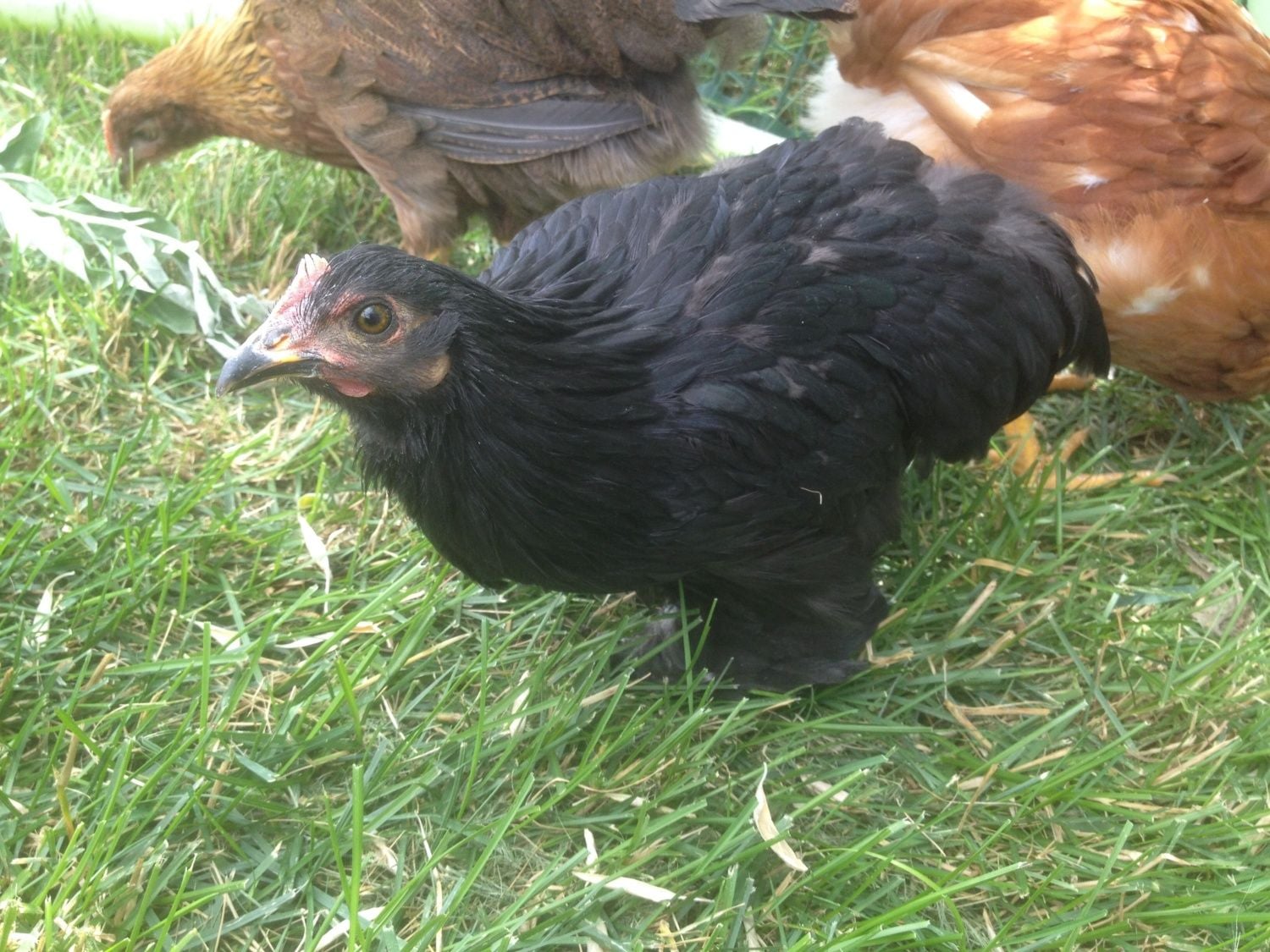Bantam cochin - male or female | Page 3 | BackYard Chickens - Learn How ...