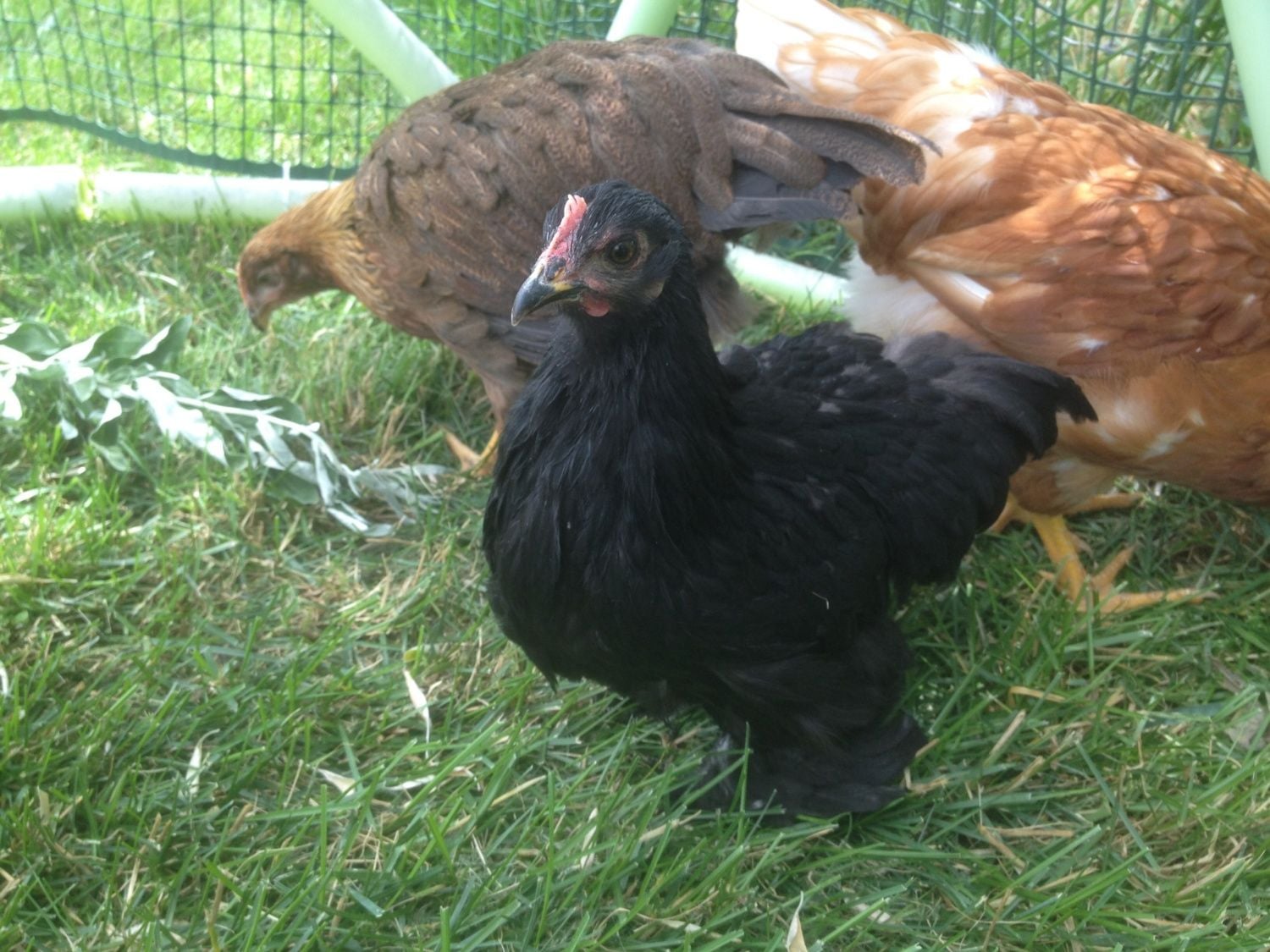 Bantam cochin - male or female | BackYard Chickens - Learn How to Raise ...