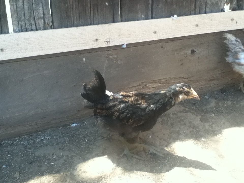 Pullets or cockerels? 2 month old easter eggers | BackYard Chickens ...