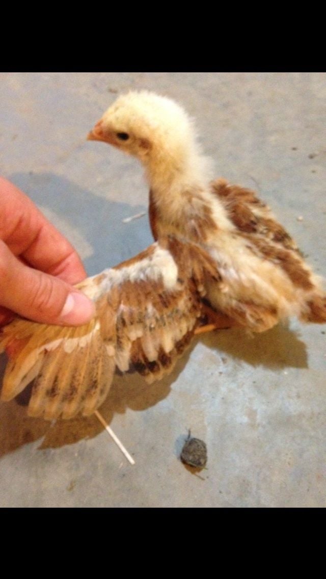Help Identifying Extra Packing Chick | BackYard Chickens - Learn How to ...