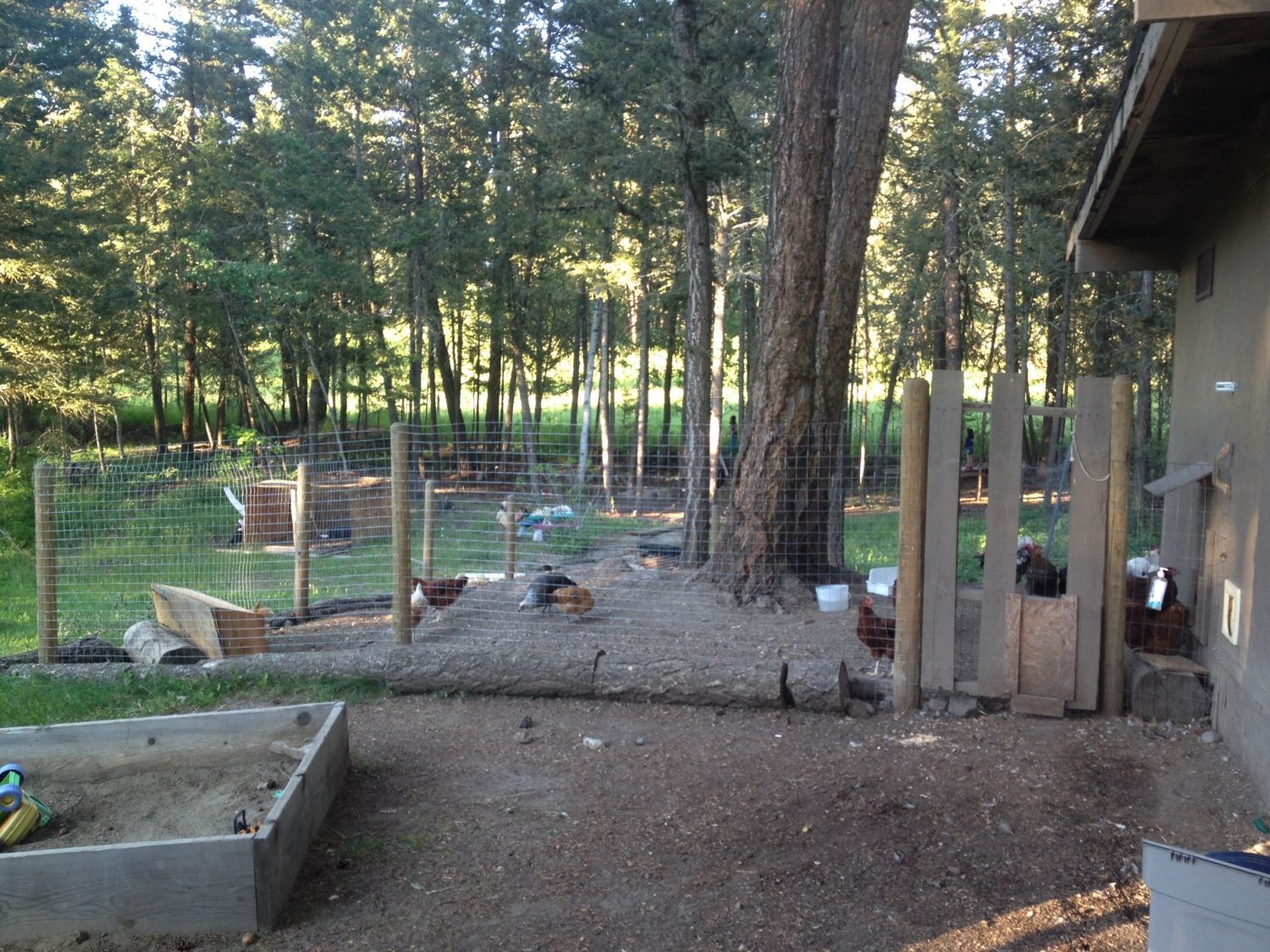 Insulated coop/barn/chicken run/shady chicken porch | BackYard Chickens ...