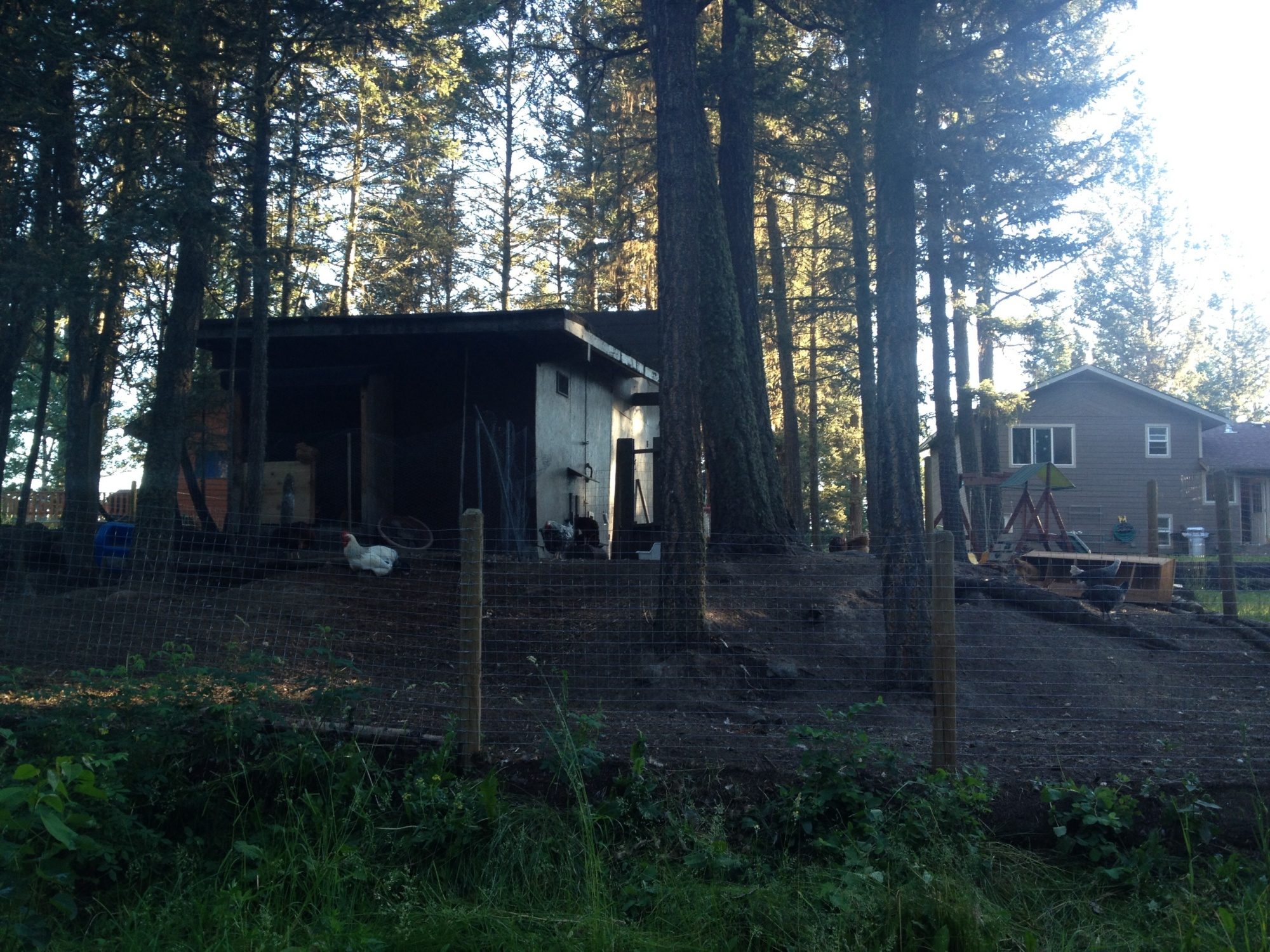 Insulated coop/barn/chicken run/shady chicken porch | BackYard Chickens ...