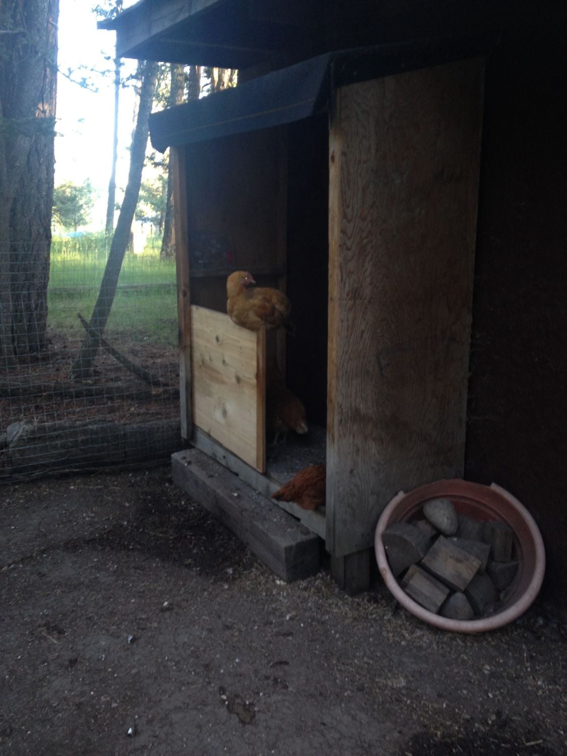 Insulated coop/barn/chicken run/shady chicken porch | BackYard Chickens ...