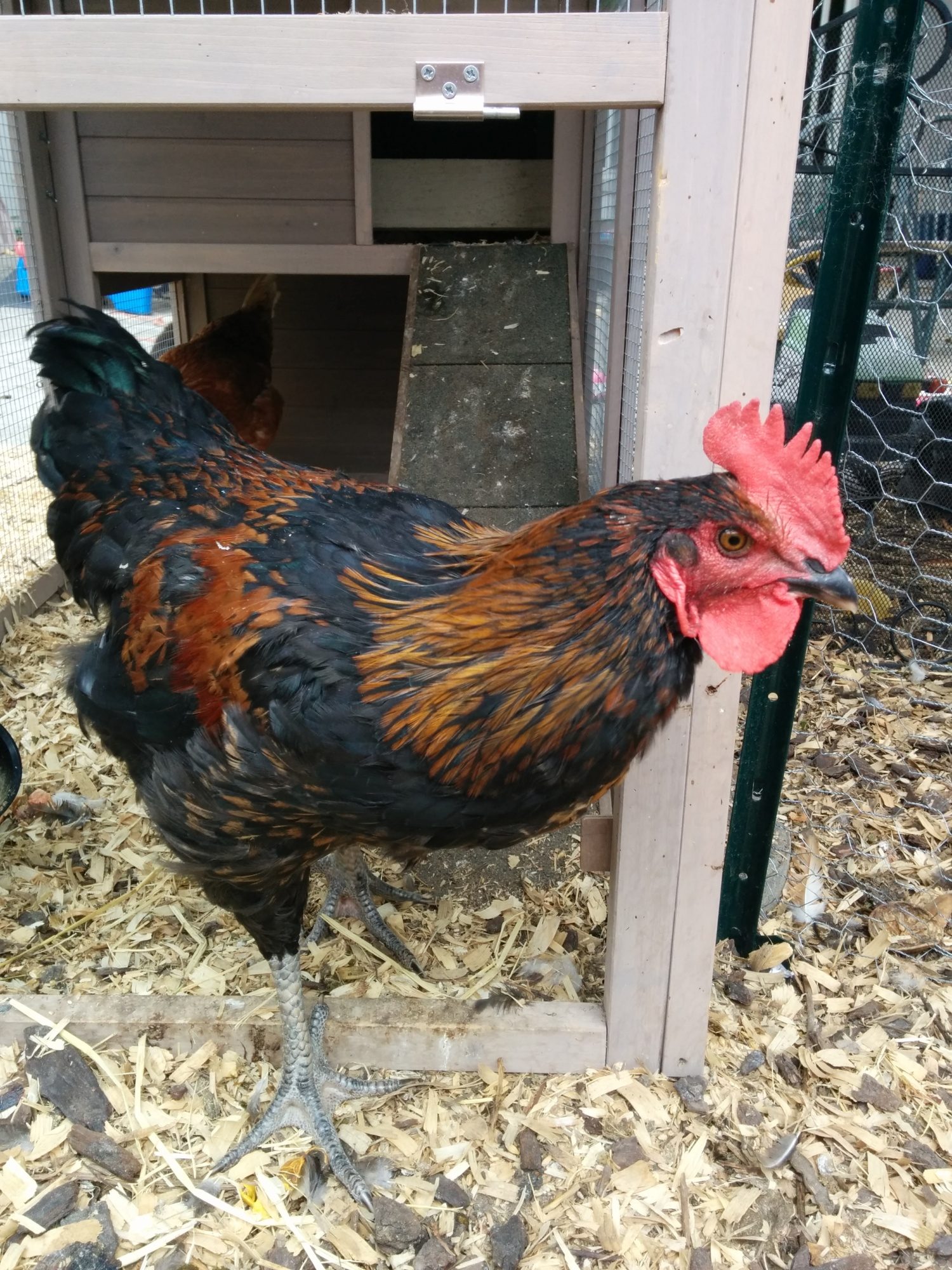 BSL hen? | BackYard Chickens - Learn How to Raise Chickens