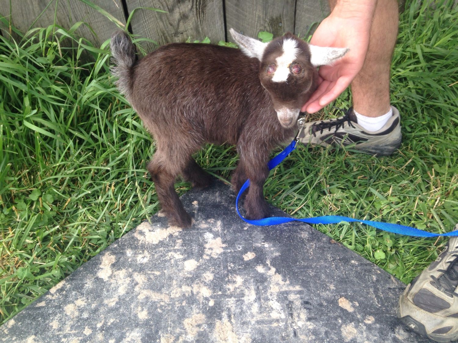 pygmy goat castration