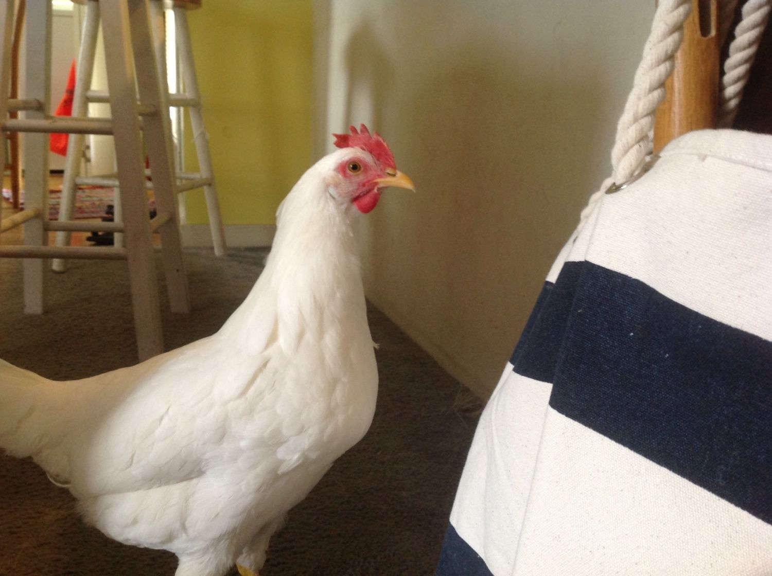 golden comet pullets