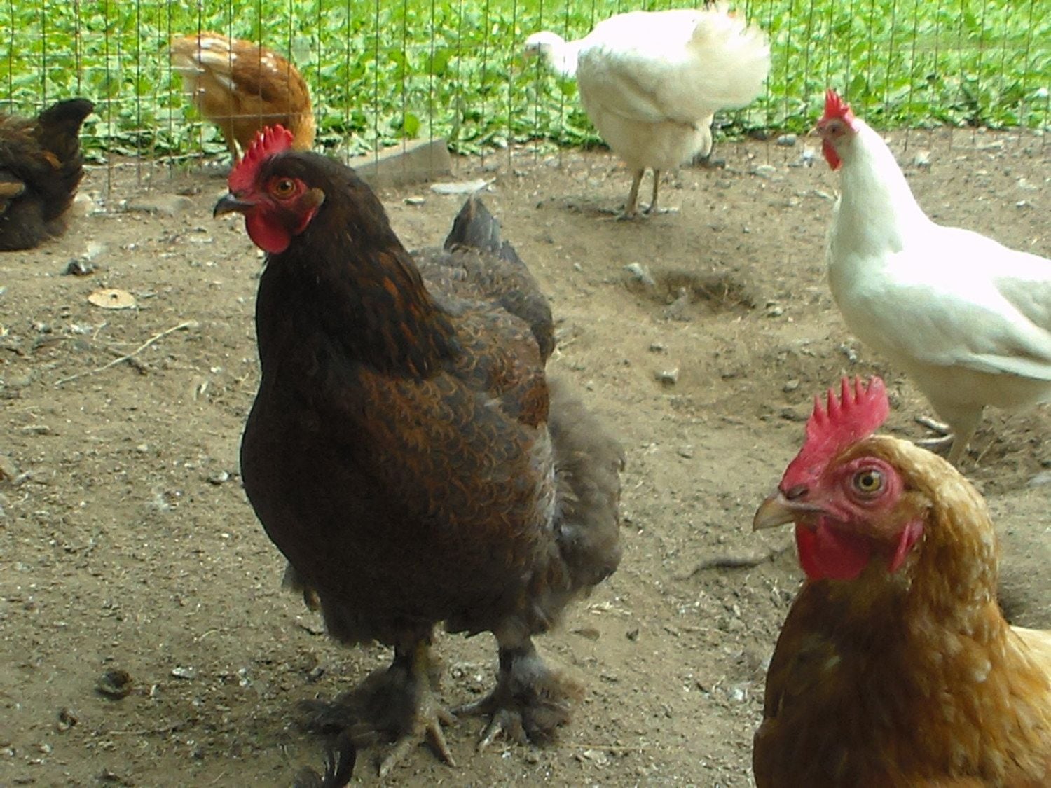 Black Langshan? | BackYard Chickens - Learn How to Raise Chickens