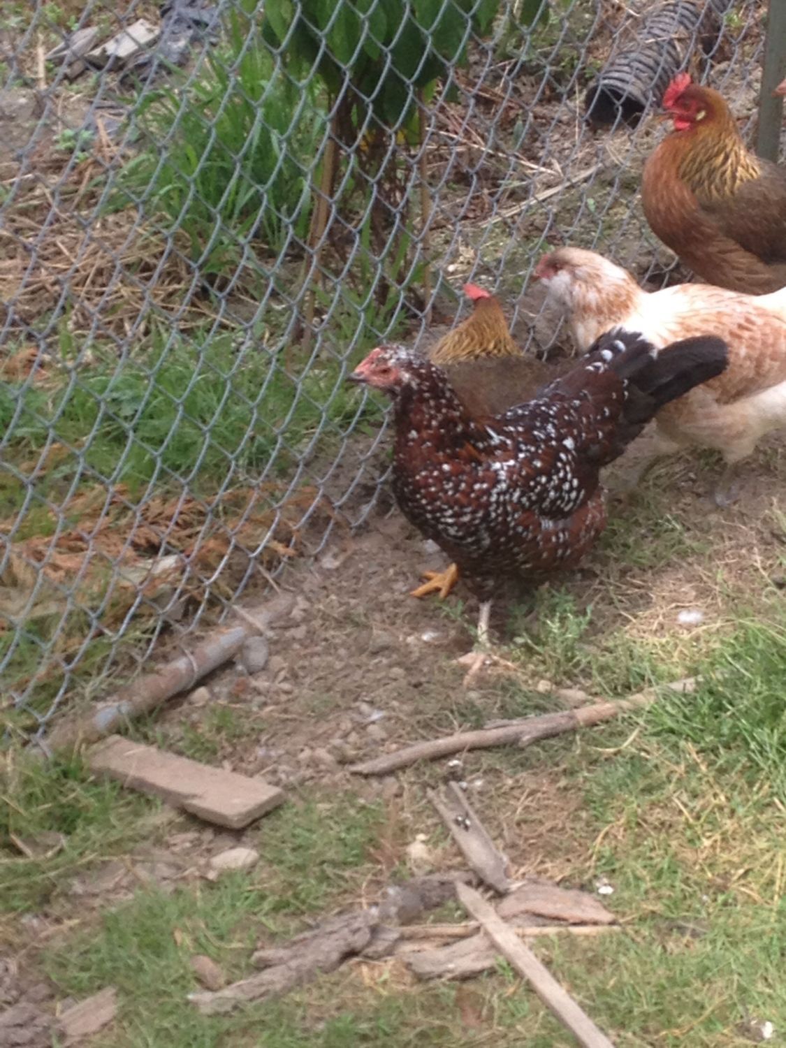 Cockerel or Pullet? Welsummers? Easter eggers? Speckled sussexes? HELP ...
